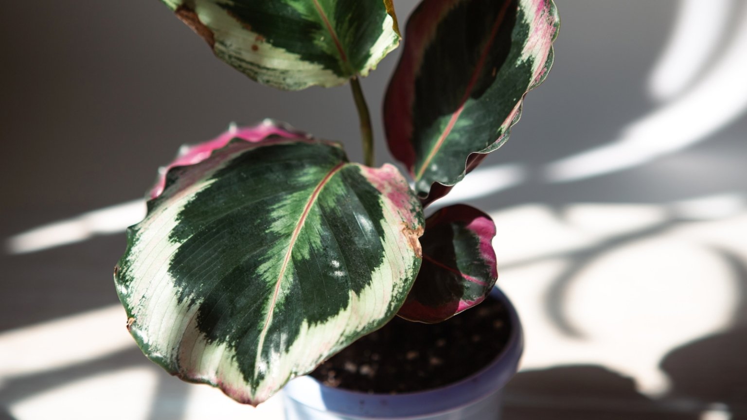 How to Plant, Grow, and Care for Calathea ‘Medallion’