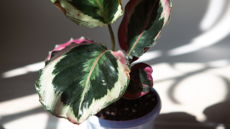 Calathea Care: Calathea Types You Should Be Growing