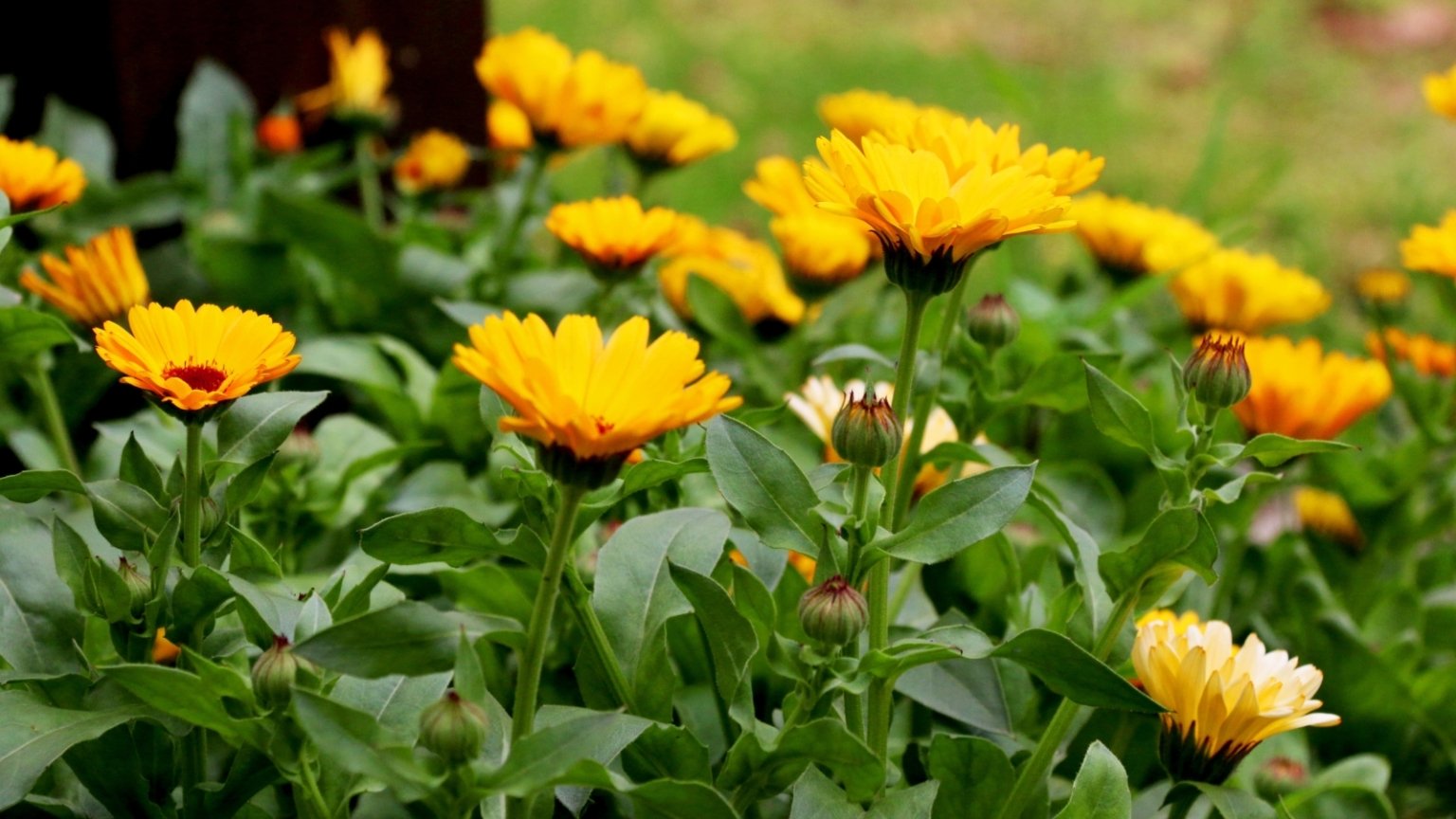 21 Garden Plants to Use as Natural Dyes