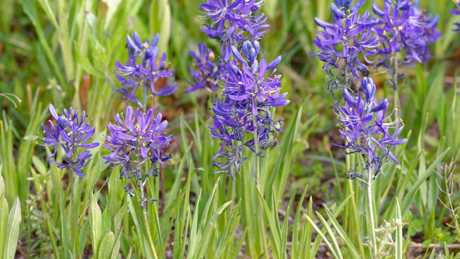 How to Plant, Grow, and Care for Camassia: Camas Flower Tips
