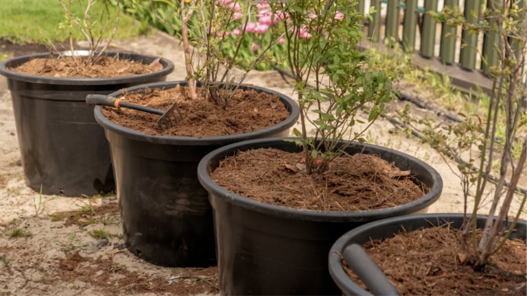 How to Adjust Your Soil pH For Blueberries