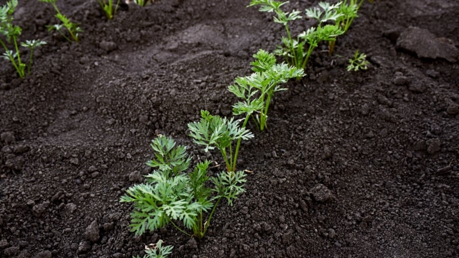 13 Tricks for Amazing Carrots this Season