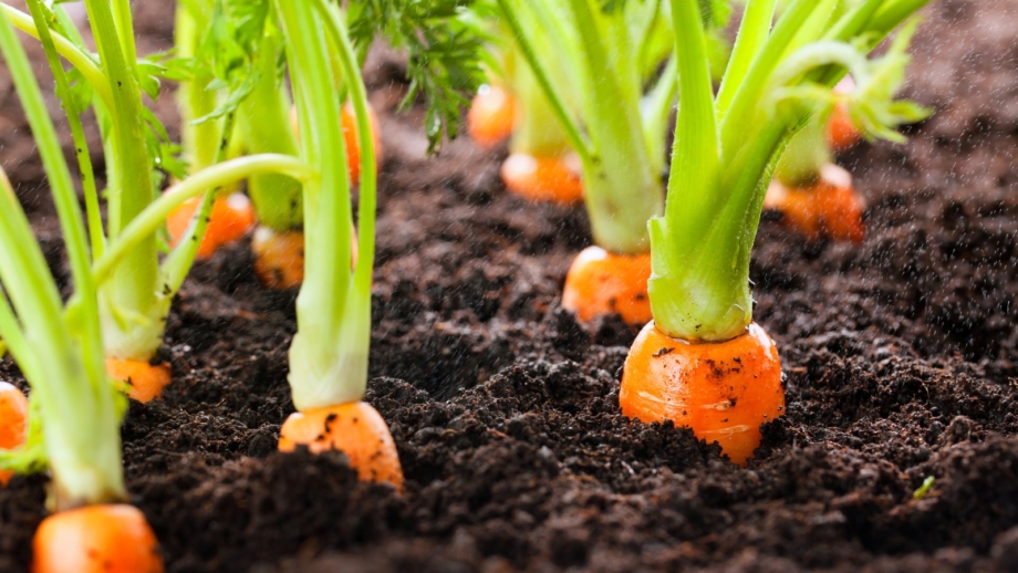 13 Tricks for Amazing Carrots this Season