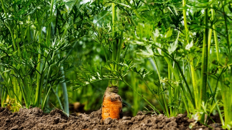 13 Tricks for Amazing Carrots this Season