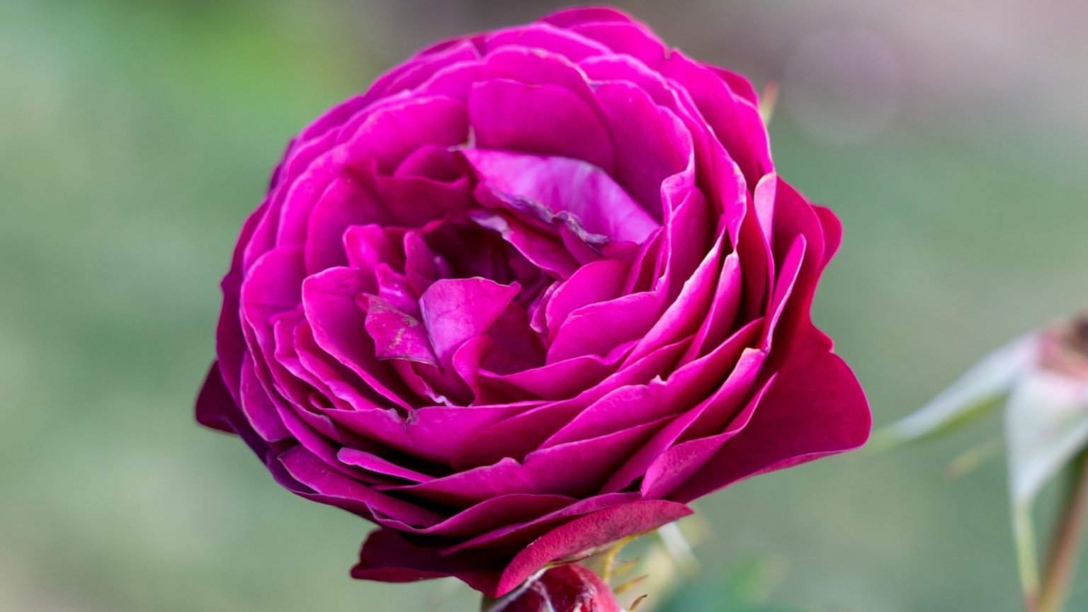 15 Recommended Floribunda Rose Varieties for the Home Garden