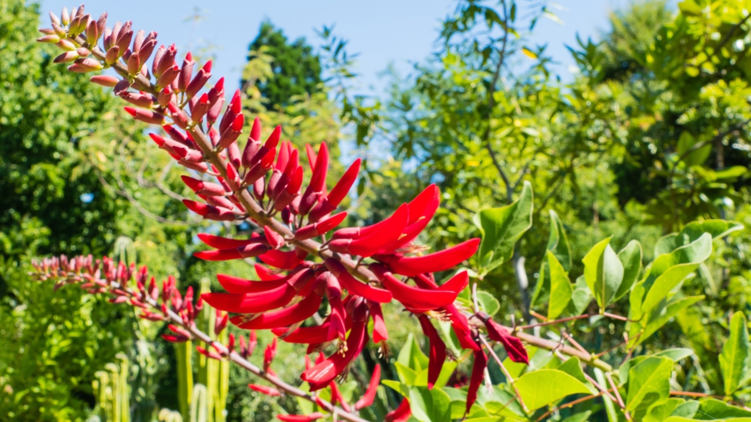 21 Native Wildflowers For Florida Gardens
