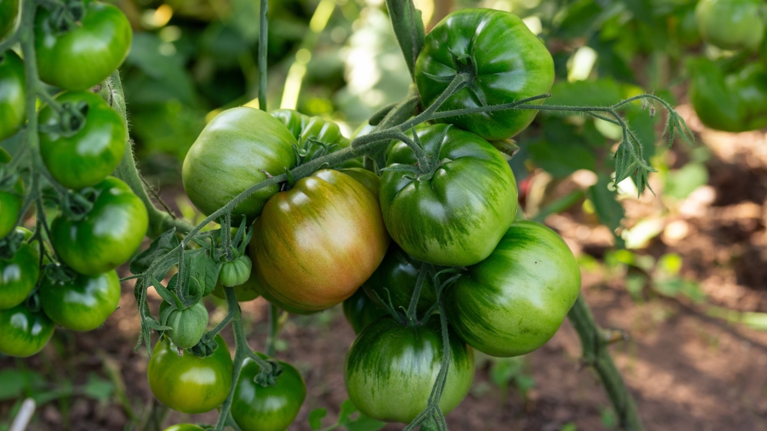 21 Heirloom Vegetables to Plant This Spring