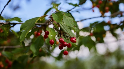 How to Plant, Grow, and Care for ‘Bing’ Cherry Trees