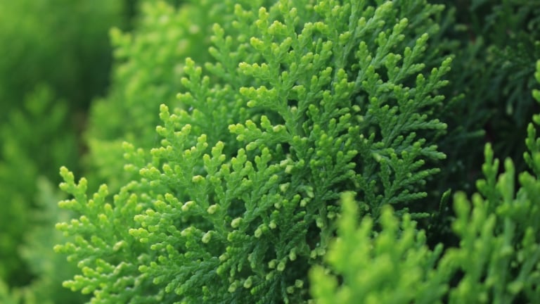 How to Plant, Grow, and Care For Arborvitae