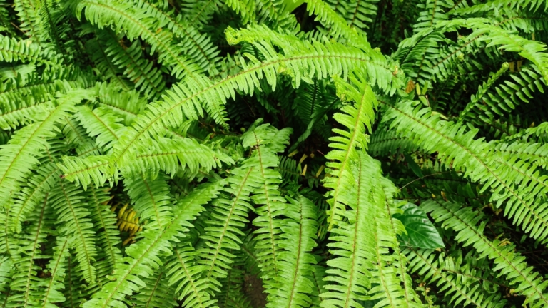 15 Beautiful Plants for Mass Planting