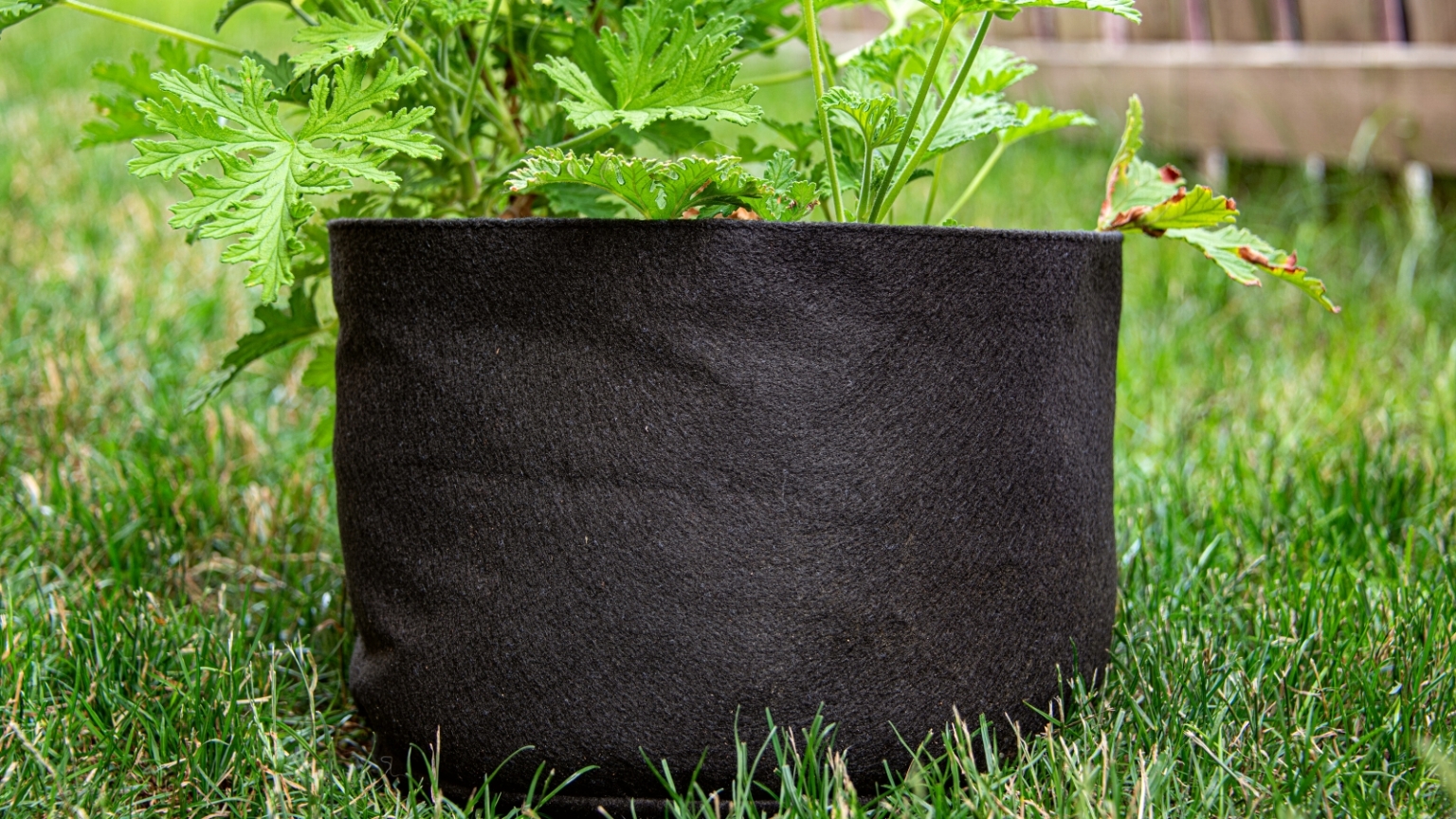 Adaptive Gardening: 25 Tips to Keep You Gardening As You Age