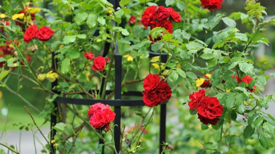 How to Train Climbing Roses