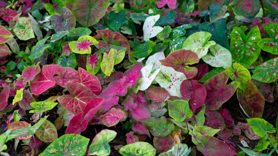 15 Beautiful Plants for Mass Planting