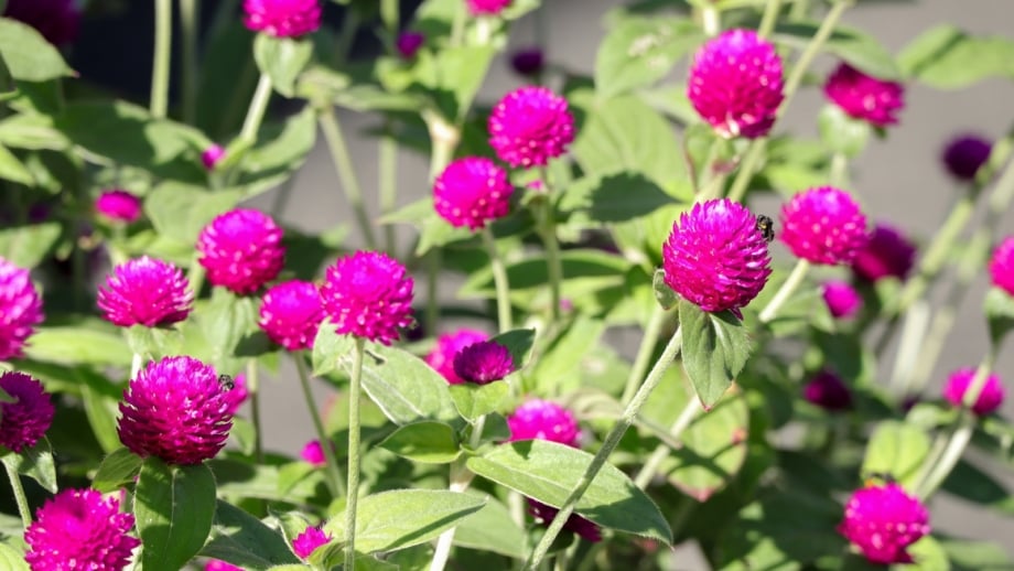 19 Beautiful Varieties of Gomphrena: Globe Amaranth