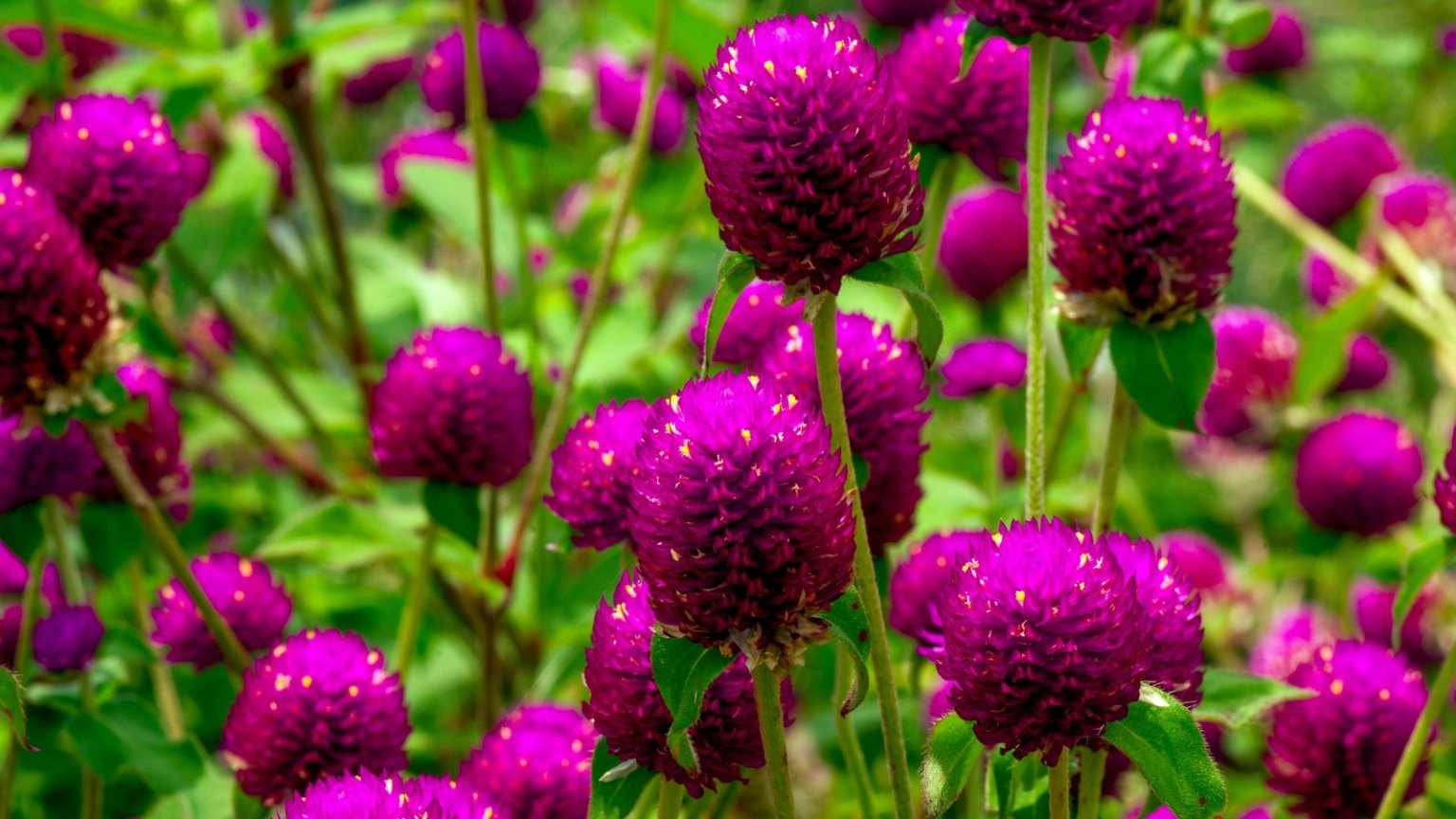 19 Beautiful Varieties of Gomphrena: Globe Amaranth