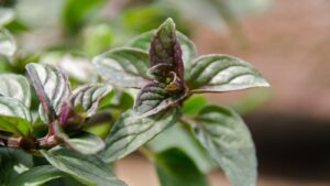 9 Surprising Health Benefits of Mint