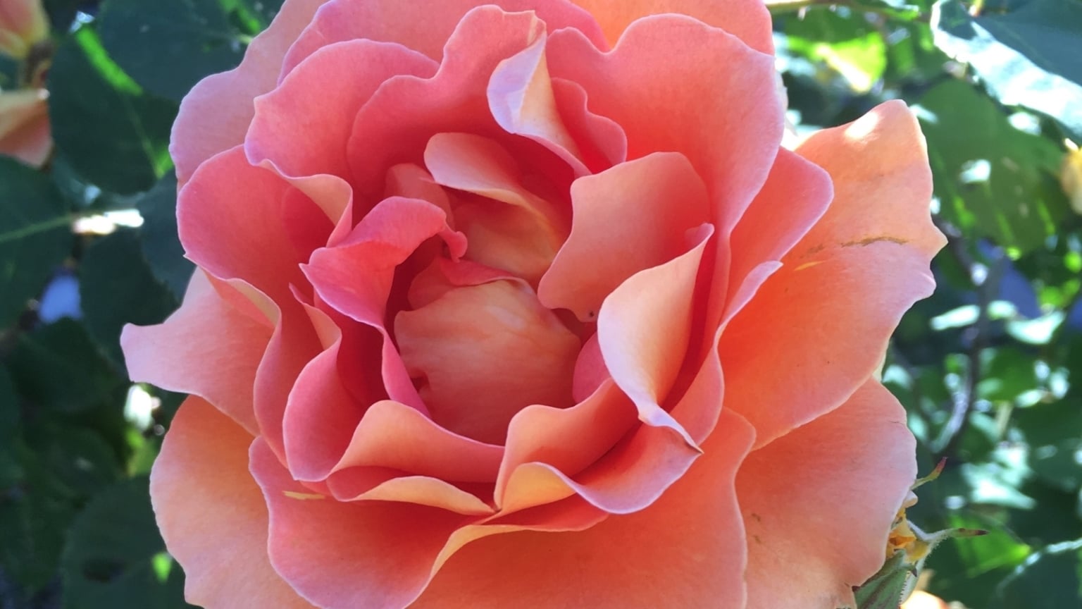 15 Popular Peach and Apricot Roses