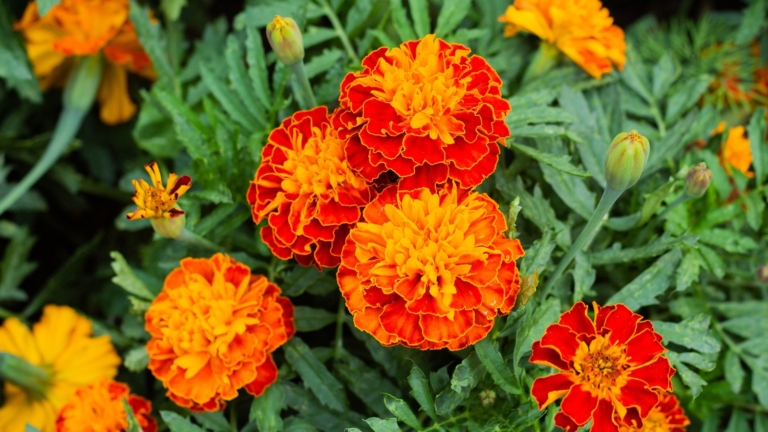21 Best Flowers To Plant in Your Vegetable Garden