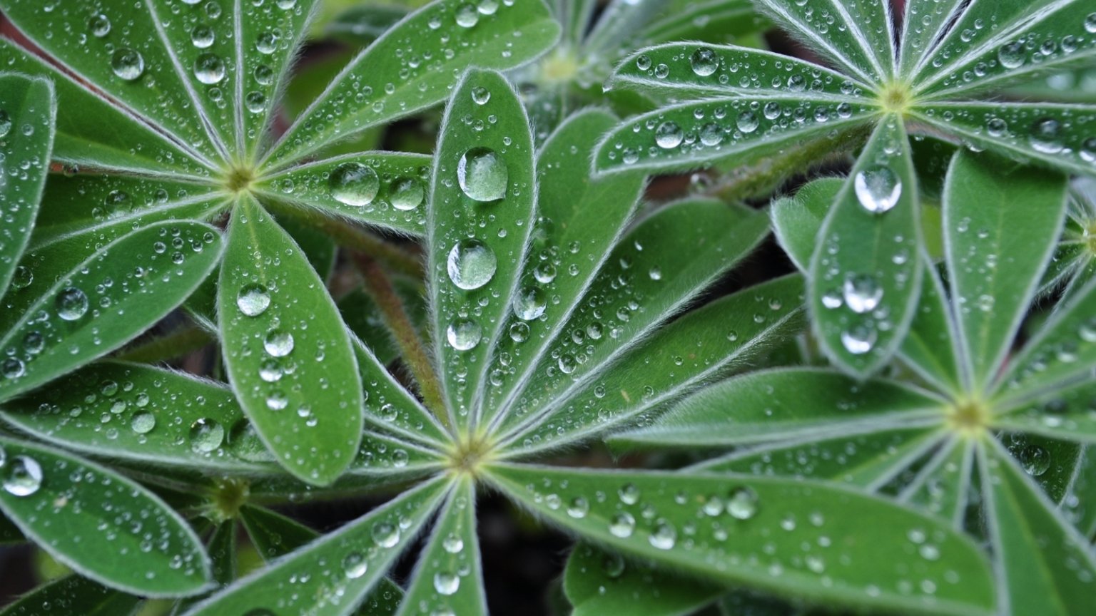 How to Plant, Grow, and Care for Texas Bluebonnets