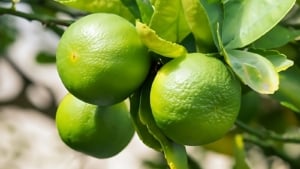 How to Plant, Grow, and Care for Dwarf Lime Trees