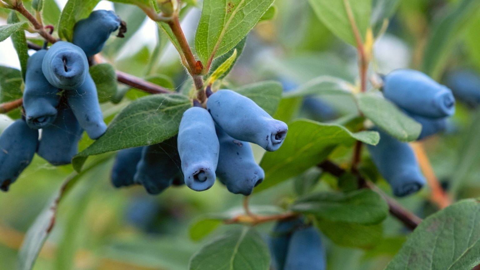 How to Plant, Grow, and Care for Honeyberry Shrubs