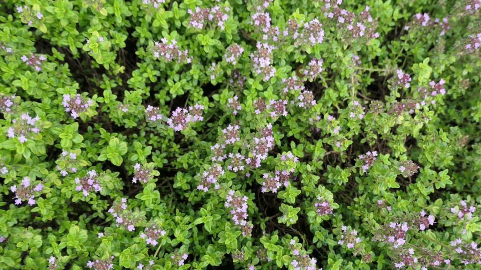 15 Varieties of Thyme For Your Garden