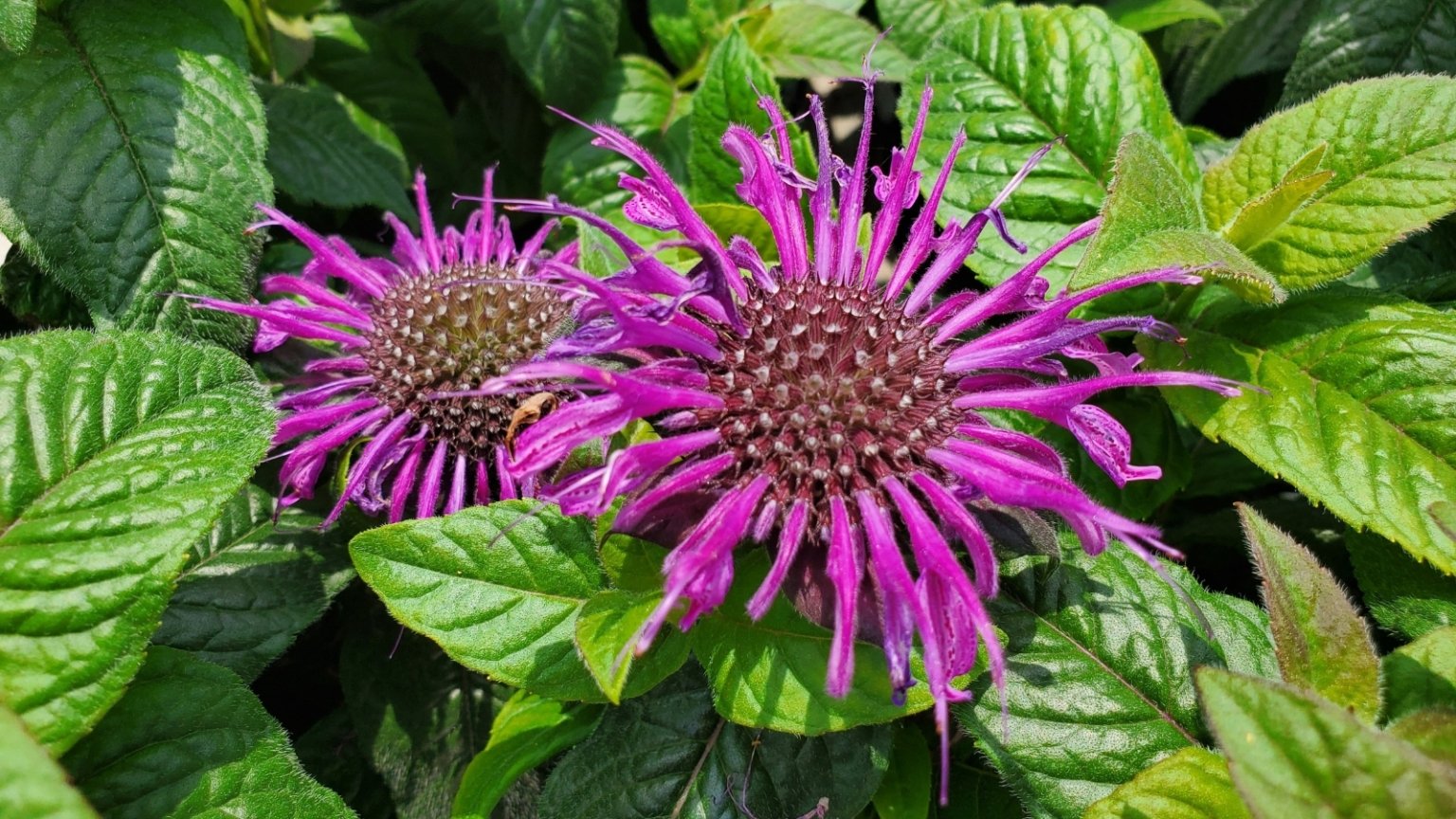 17 Best Bee Balm Varieties for the Home Garden