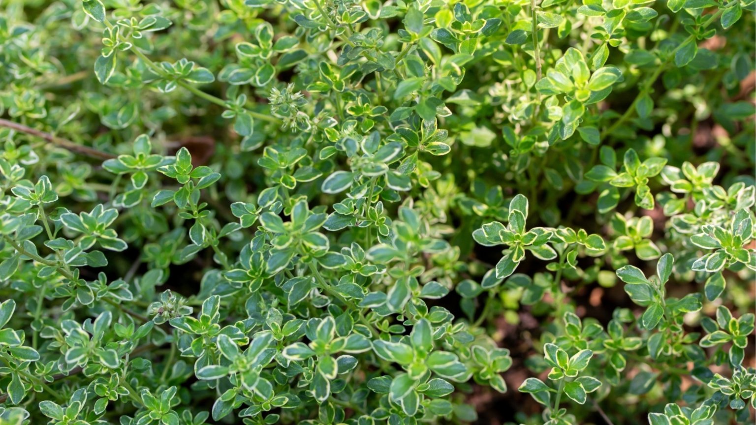 15 Varieties of Thyme For Your Garden