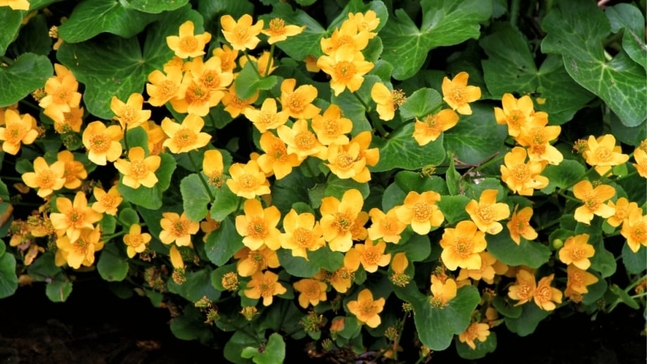 27 Beautiful Flowering Plants For Wet Soil