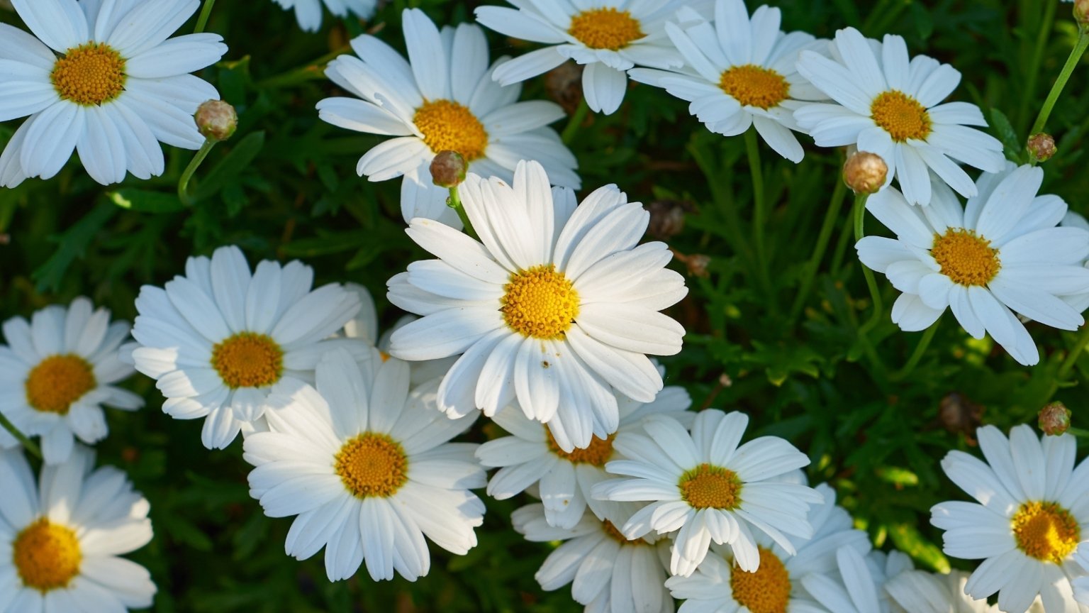 How to Plant, Grow, and Care for Shasta Daisies