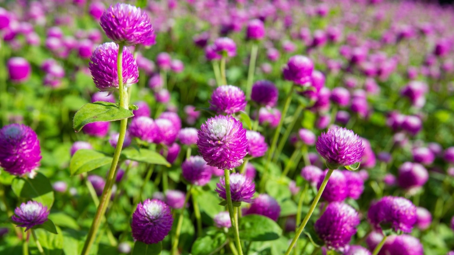 19 Beautiful Varieties of Gomphrena: Globe Amaranth