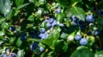 How to Plant, Grow, and Care for 'Duke’ Blueberries