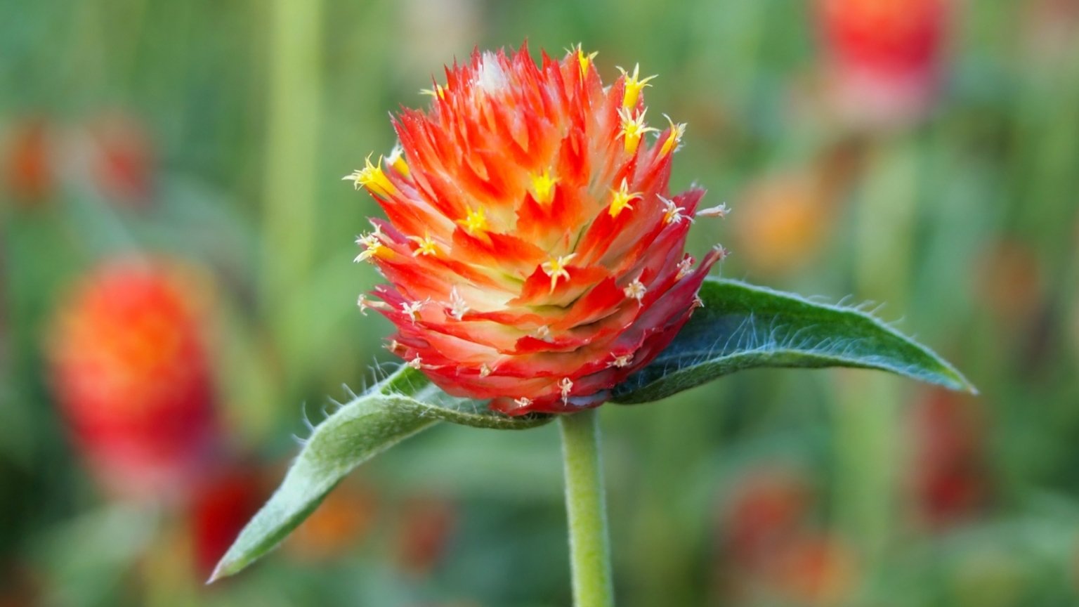 19 Beautiful Varieties of Gomphrena: Globe Amaranth