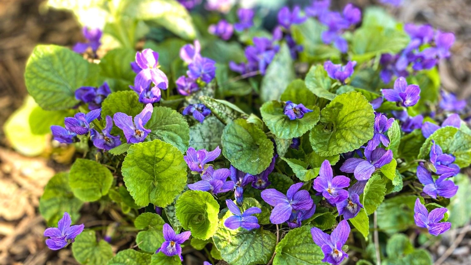 9 Reasons to Embrace the Wild Violets in Your Lawn