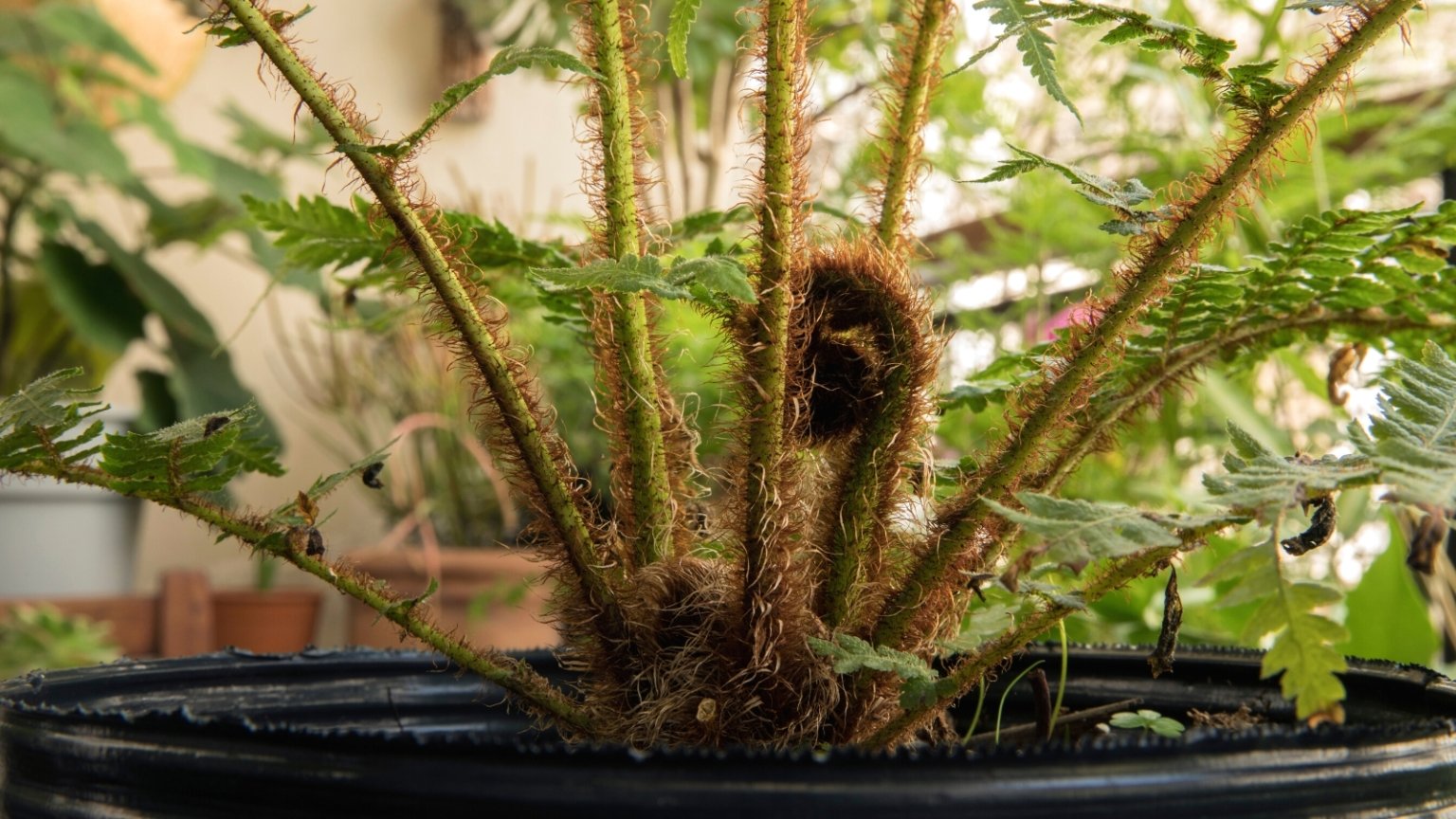 How to Plant, Grow, and Care for Tree Ferns