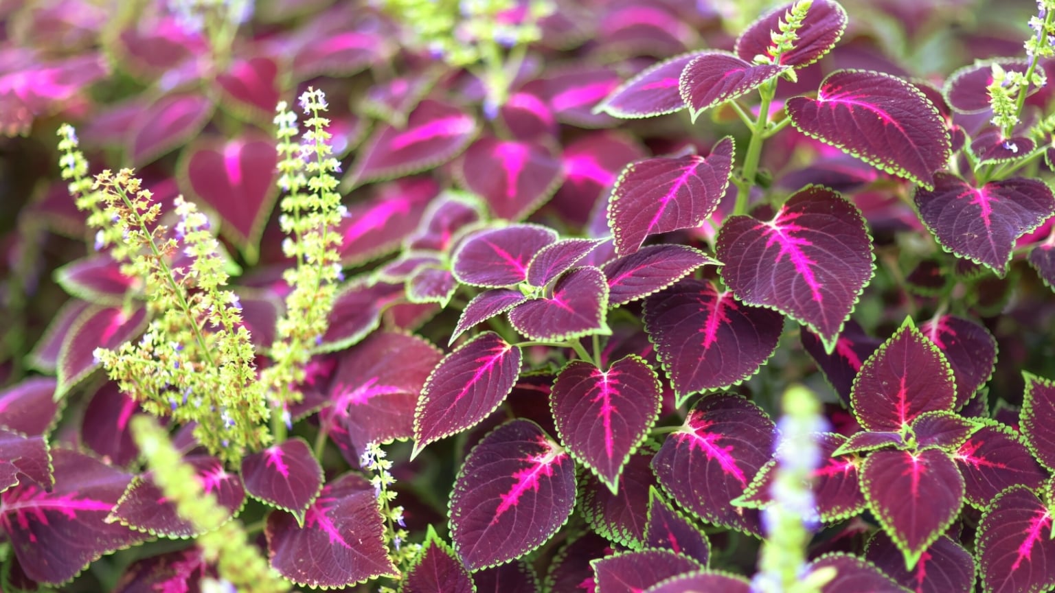 29 Plants Perfect for Making Topiary