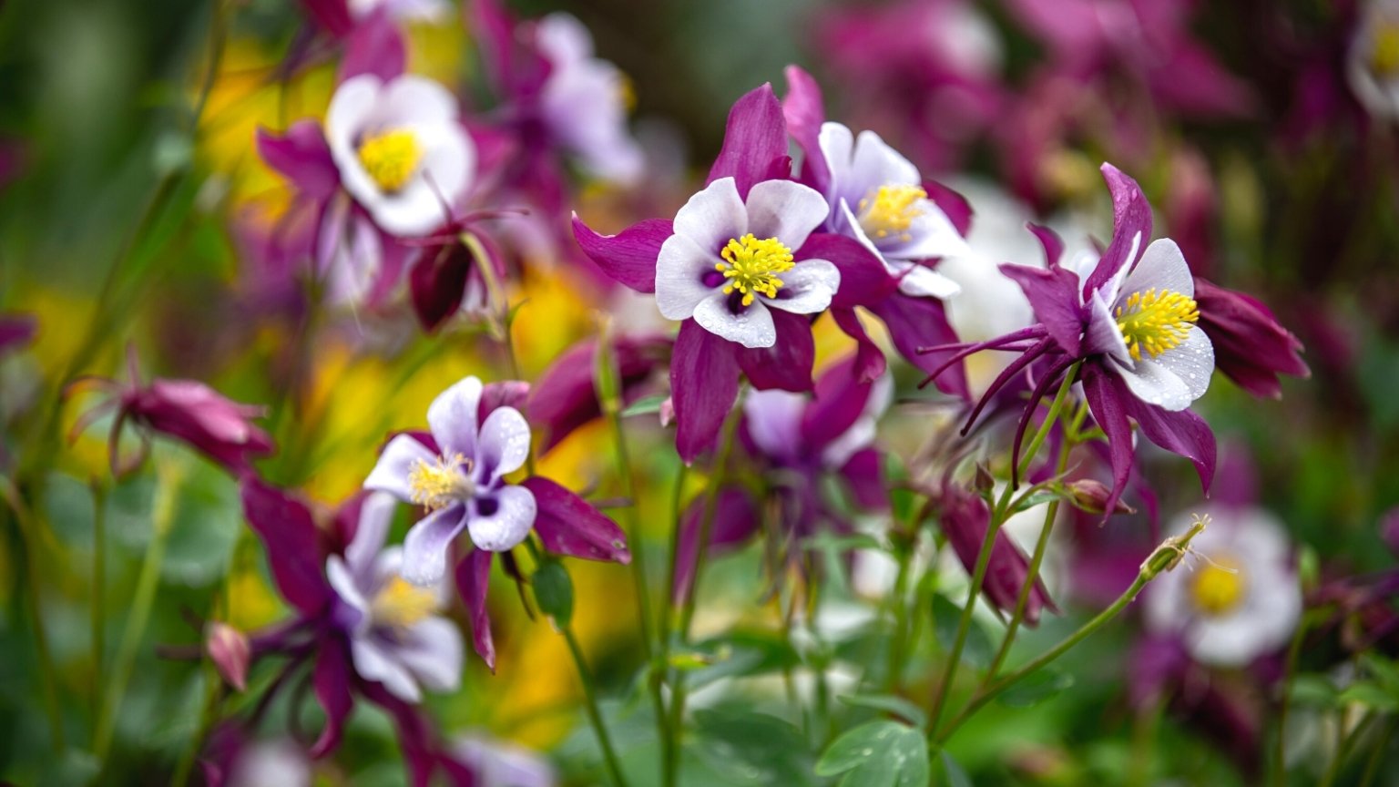 15 Flowers to Start Planting in April
