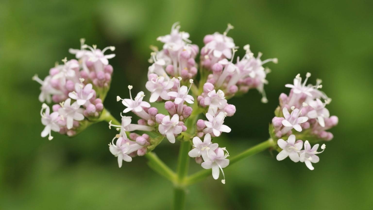 13 Best Plants for Sleep