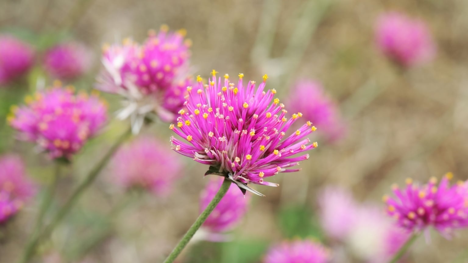 19 Beautiful Varieties of Gomphrena: Globe Amaranth