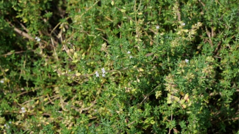 15 Varieties of Thyme For Your Garden