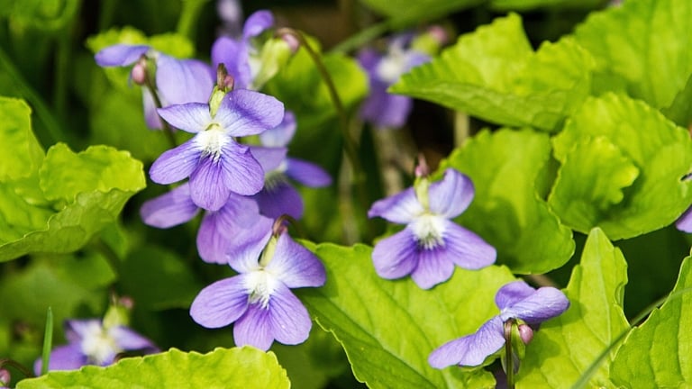 9 Reasons to Embrace the Wild Violets in Your Lawn