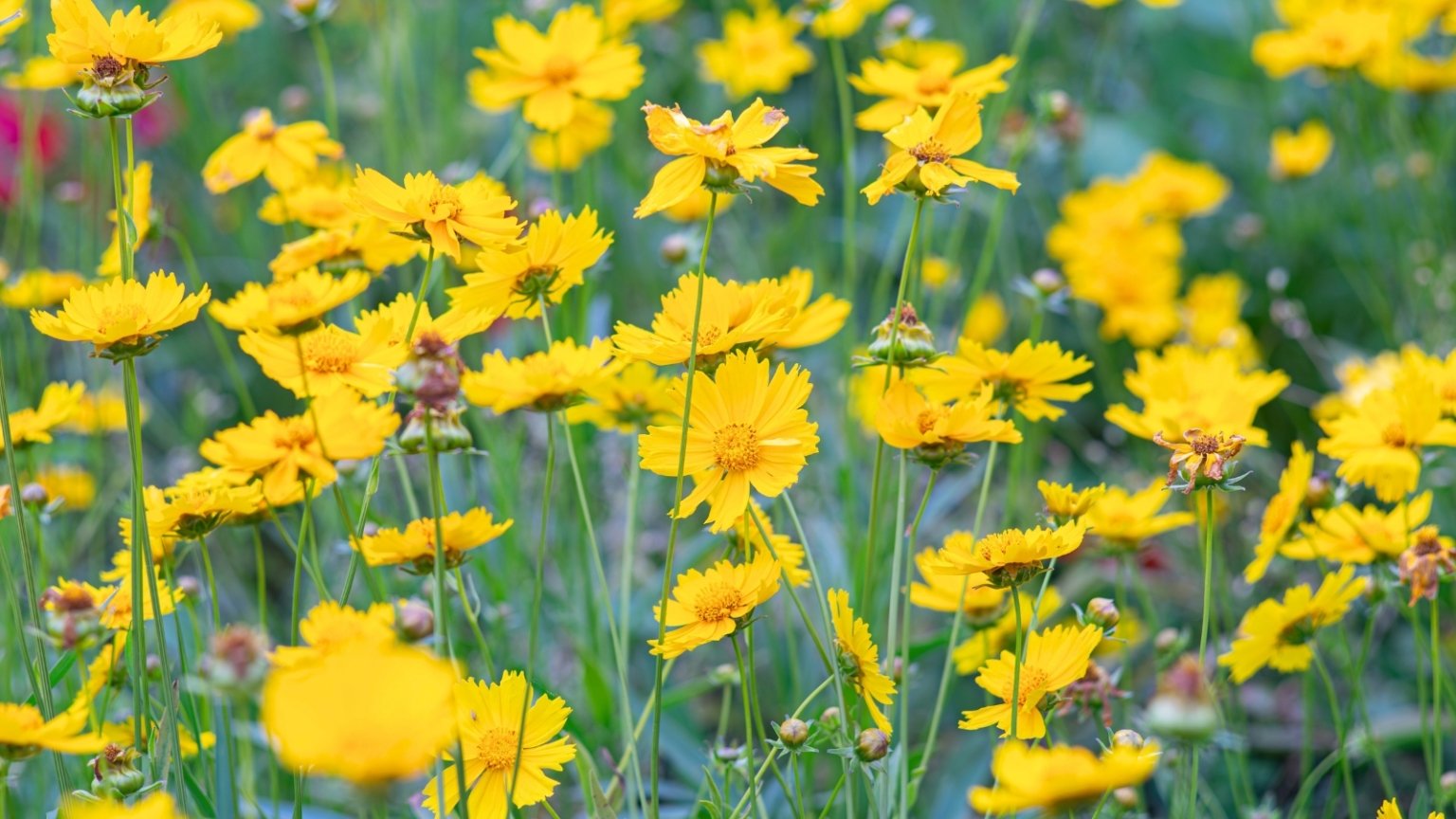21 Native Wildflowers for Tennessee Gardens