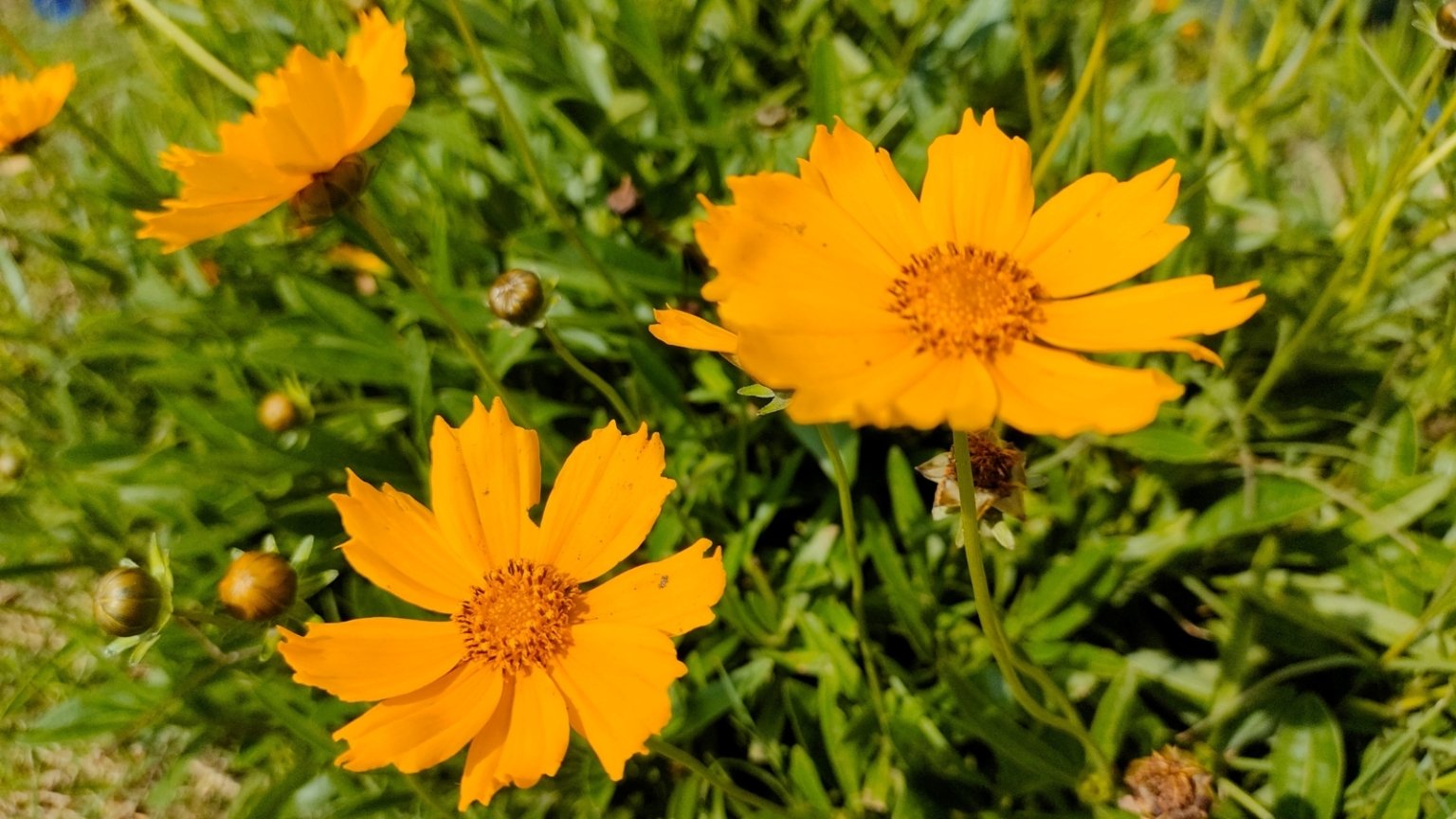 21 Native Wildflowers For Florida Gardens