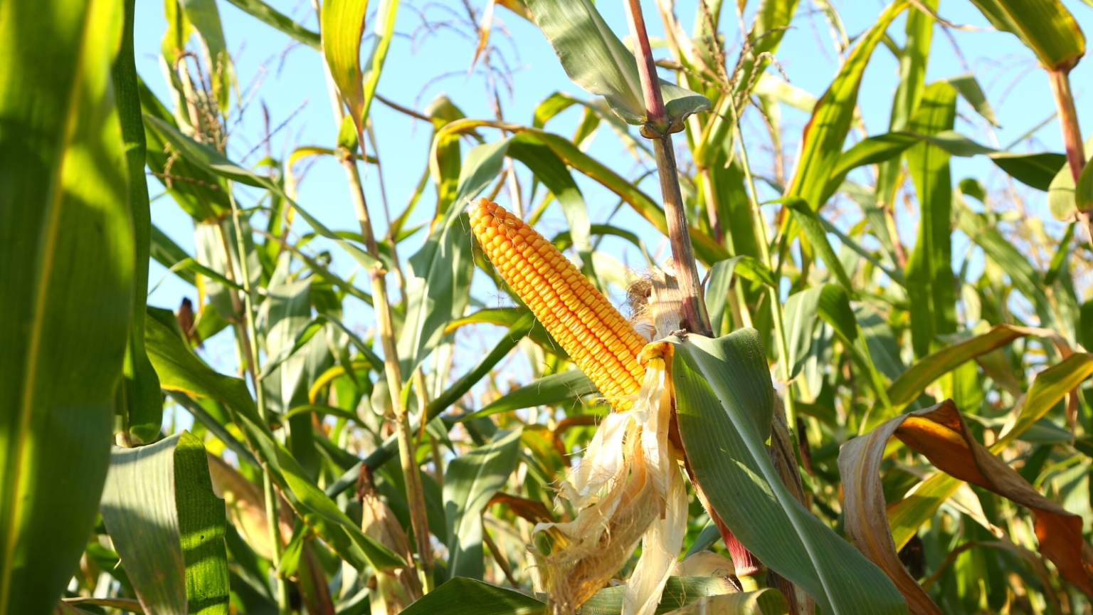 12 Crops to Start Planting This April