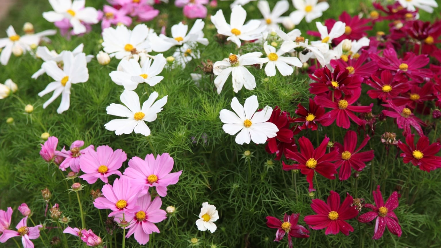 15 Beautiful Plants for Mass Planting