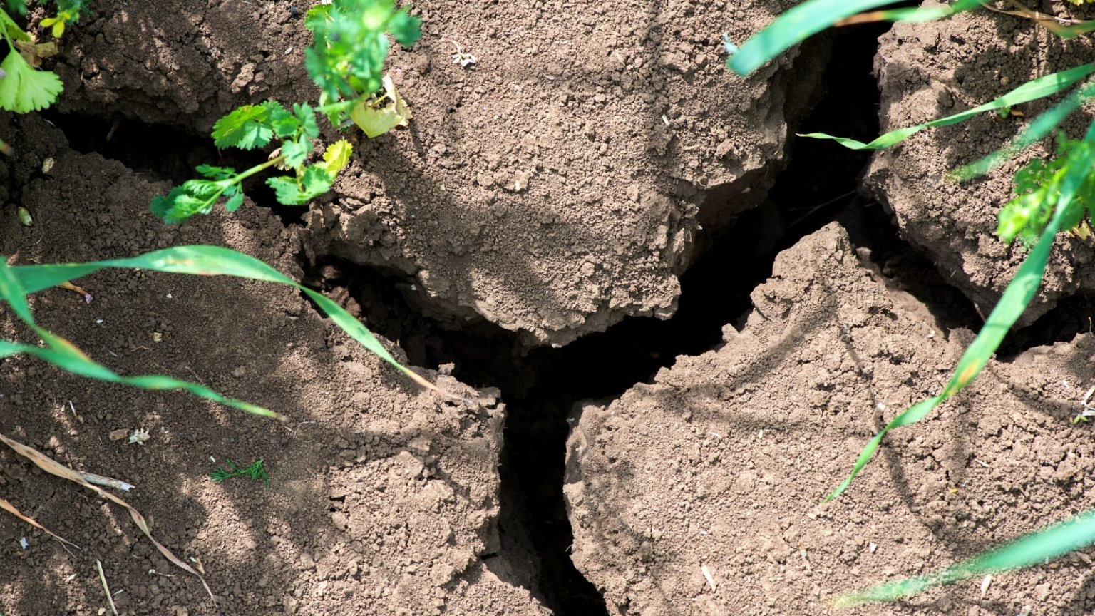 7 Steps to Improve Hard Soil, Fast