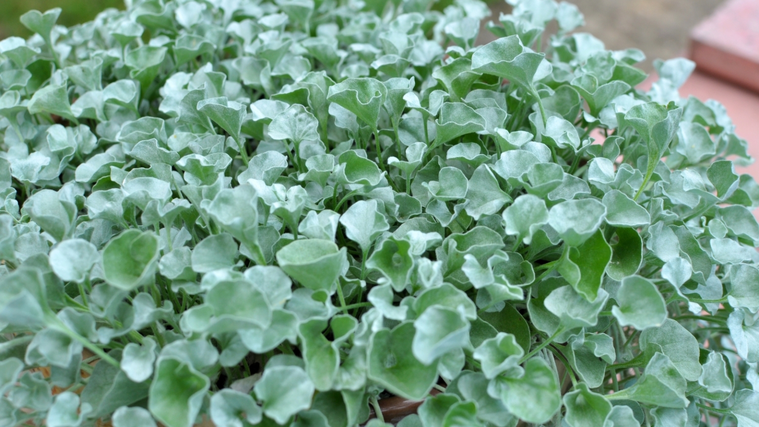 How to Plant, Grow, and Care for 'Silver Falls' Dichondra