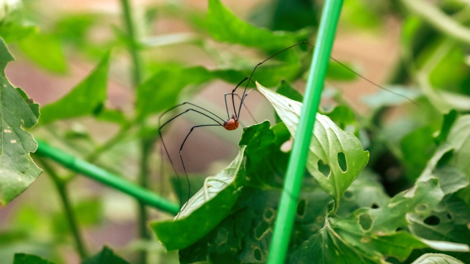 How Do Spiders Benefit the Garden?