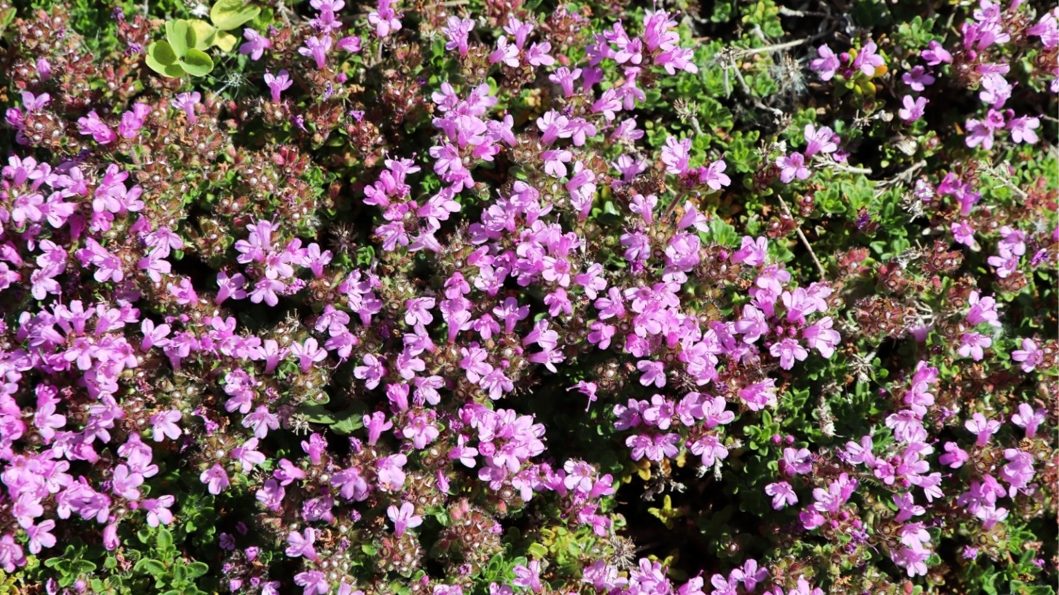 15 Varieties of Thyme For Your Garden