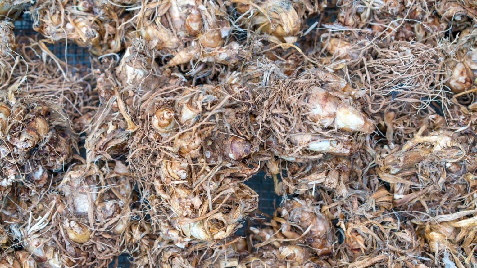 How to Plant, Grow, and Care For Tuberose